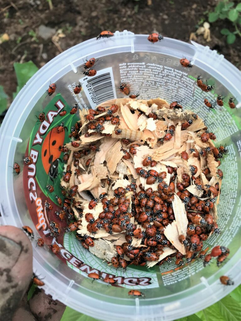 Gardening with Ladybugs Handmade. Homegrown. Happiness. Happy on the ...
