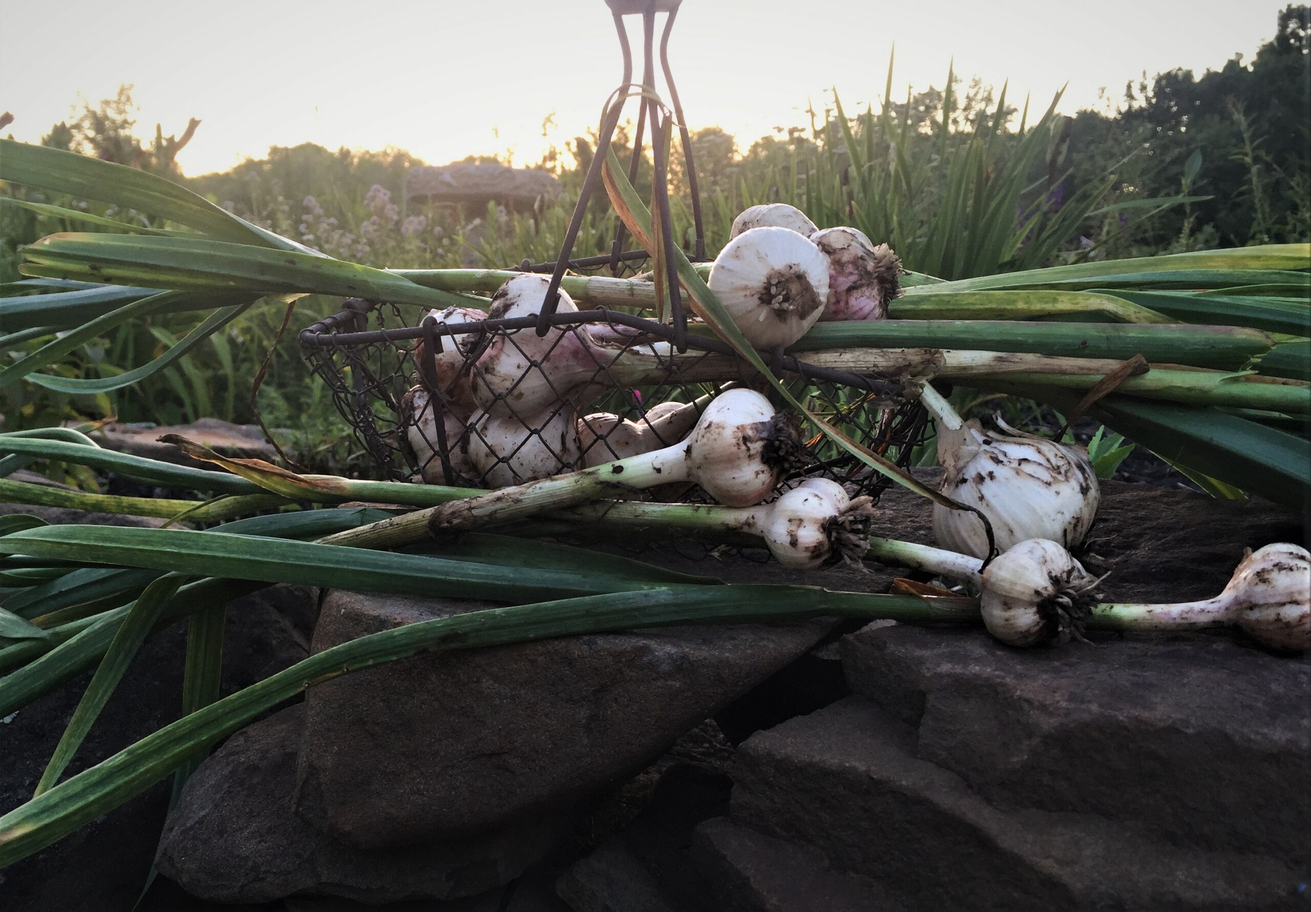 Planting Garlic Handmade. Homegrown. Happiness. Happy on the Homestead